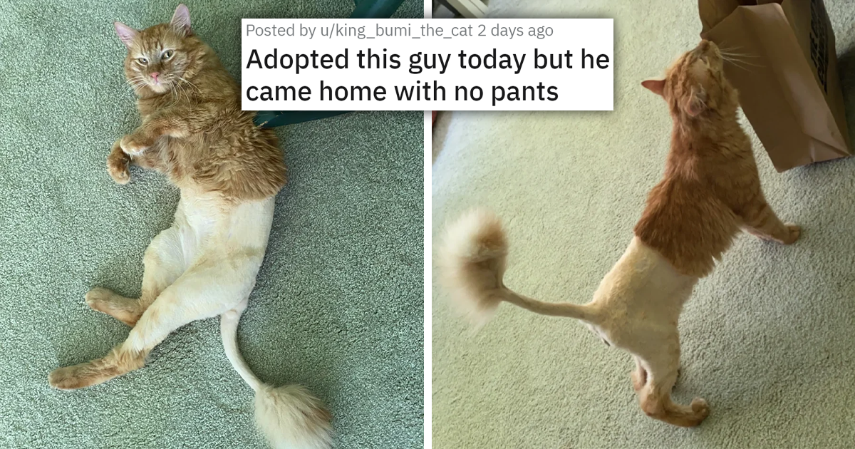 Paws And Embrace The Cattitude With This Week's Cat Medley: The Cutest ...