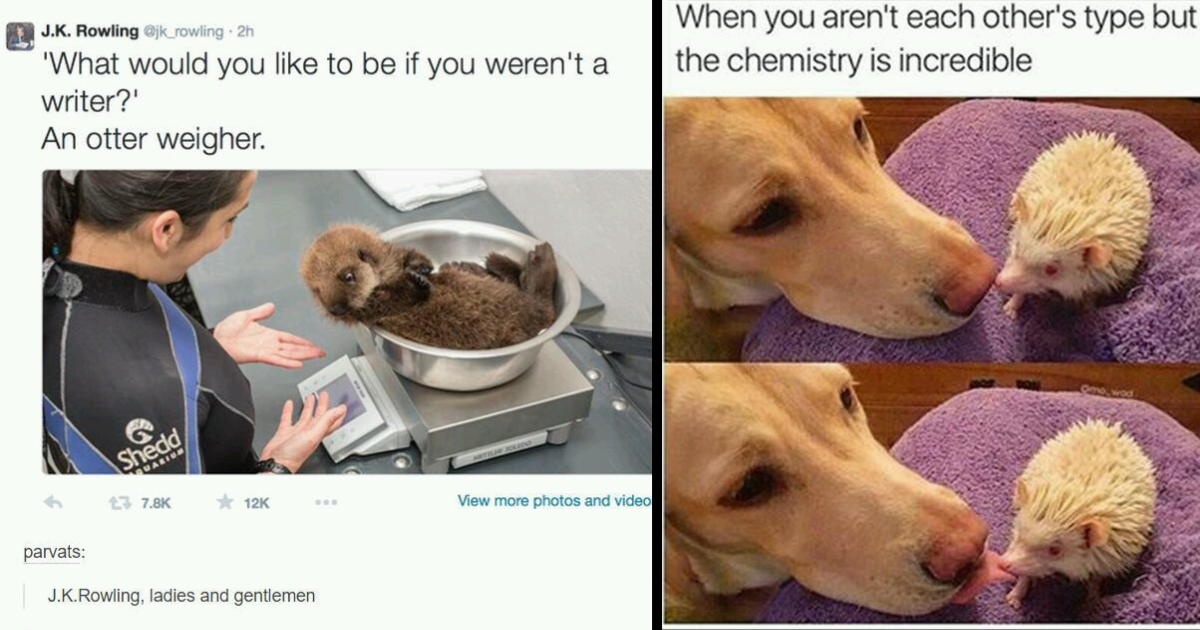 35+ Hilarious Animal Memes To Help You Giggle Your Way Out Of The ...