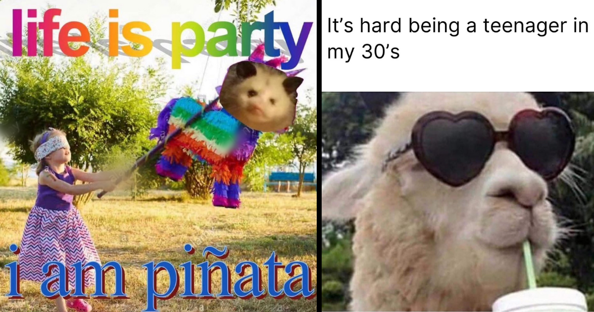 27 Absurd Animal Memes That 100% Pass The Vibe Check This Week (August ...