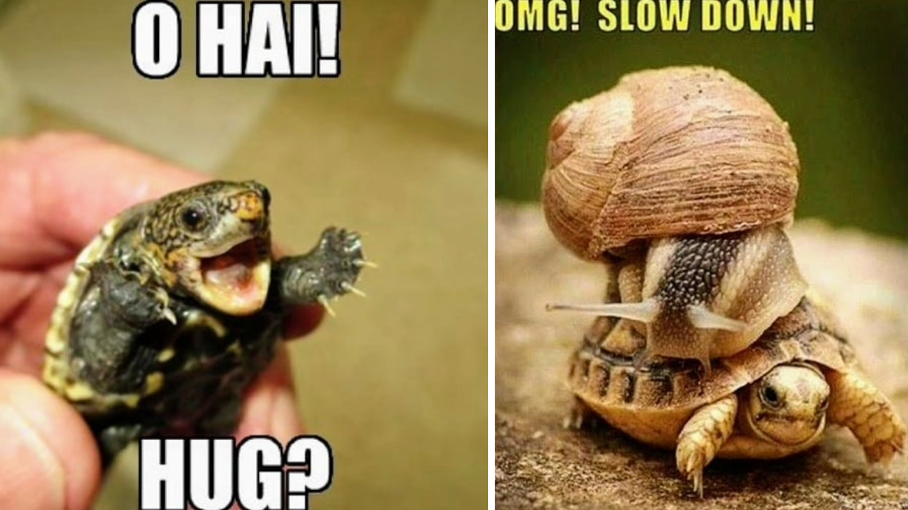Let These Wholesome Turtle Memes Help You Come Out Of Your Shell ...