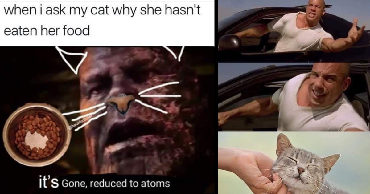 35+ Hilarious Cat Memes To Help You Laugh Through The Pain Of Finishing ...