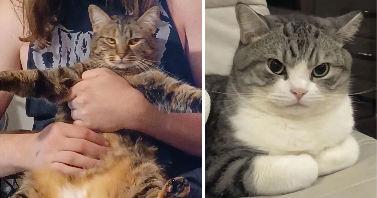 29 Hissterically Cynical Cats Judging Your Life Decisions With Such Feline Ferocity That They ...