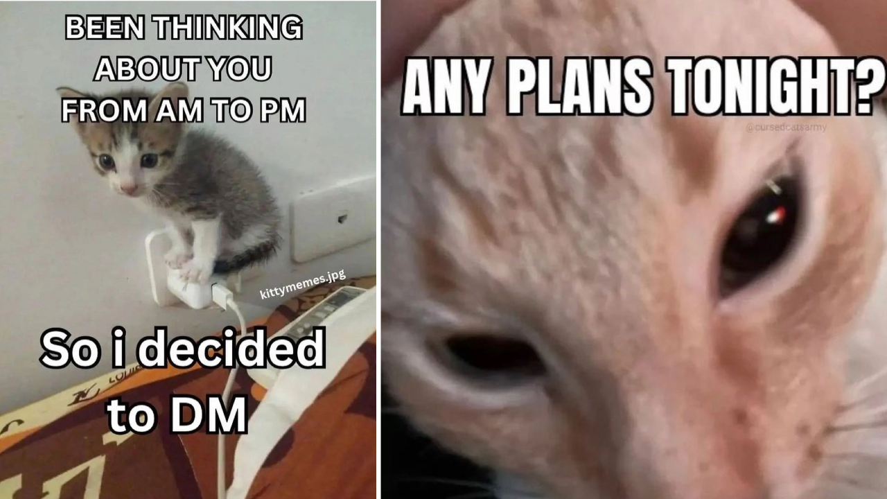 Feel-Good Feline Friday Cat Memes To Get You In The Mood For A Weekend ...