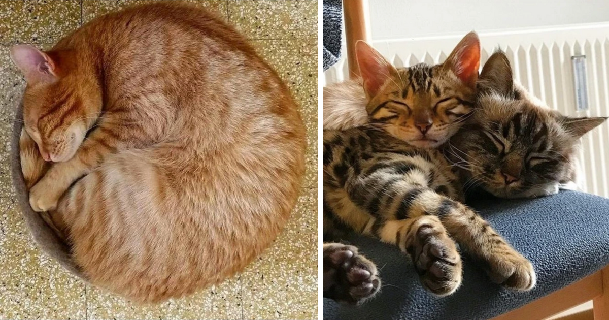 40+ Random Cute Cat Snapshots That Bring Feline-Flavored Fortune To A ...