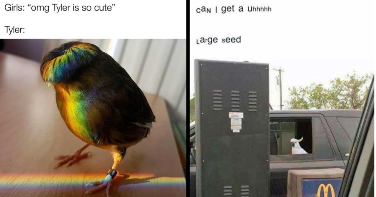 32 Funniest Birb Memes Featuring Absurd Avian Antics And Lofty Laughs ...