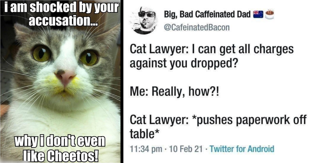 Swing By On Saturday For An Afternoon BBQ Full Of Purrfectly Roasted ...