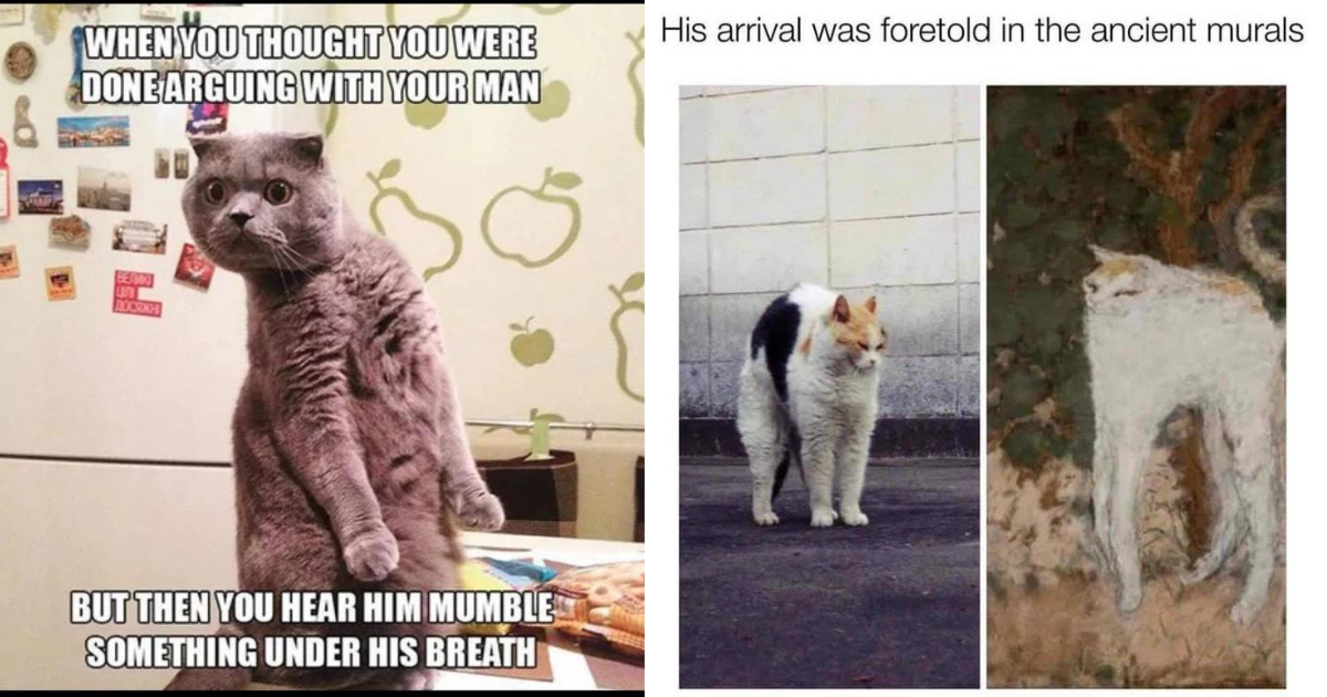 28 Mood Lifting Cat Memes For A Better Day (September 1, 2023) - I Can ...