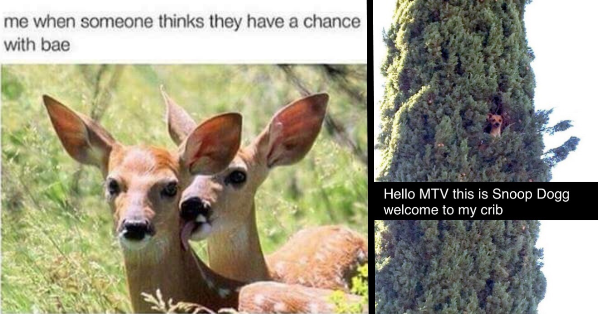 35+ Funny Animal Memes To Help You Giggle Your Way Into A Fresh Work ...