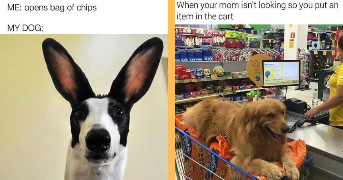 Pawsitive Vibes in the Form of 32 Wholesome Dog Memes Designed for Dog ...
