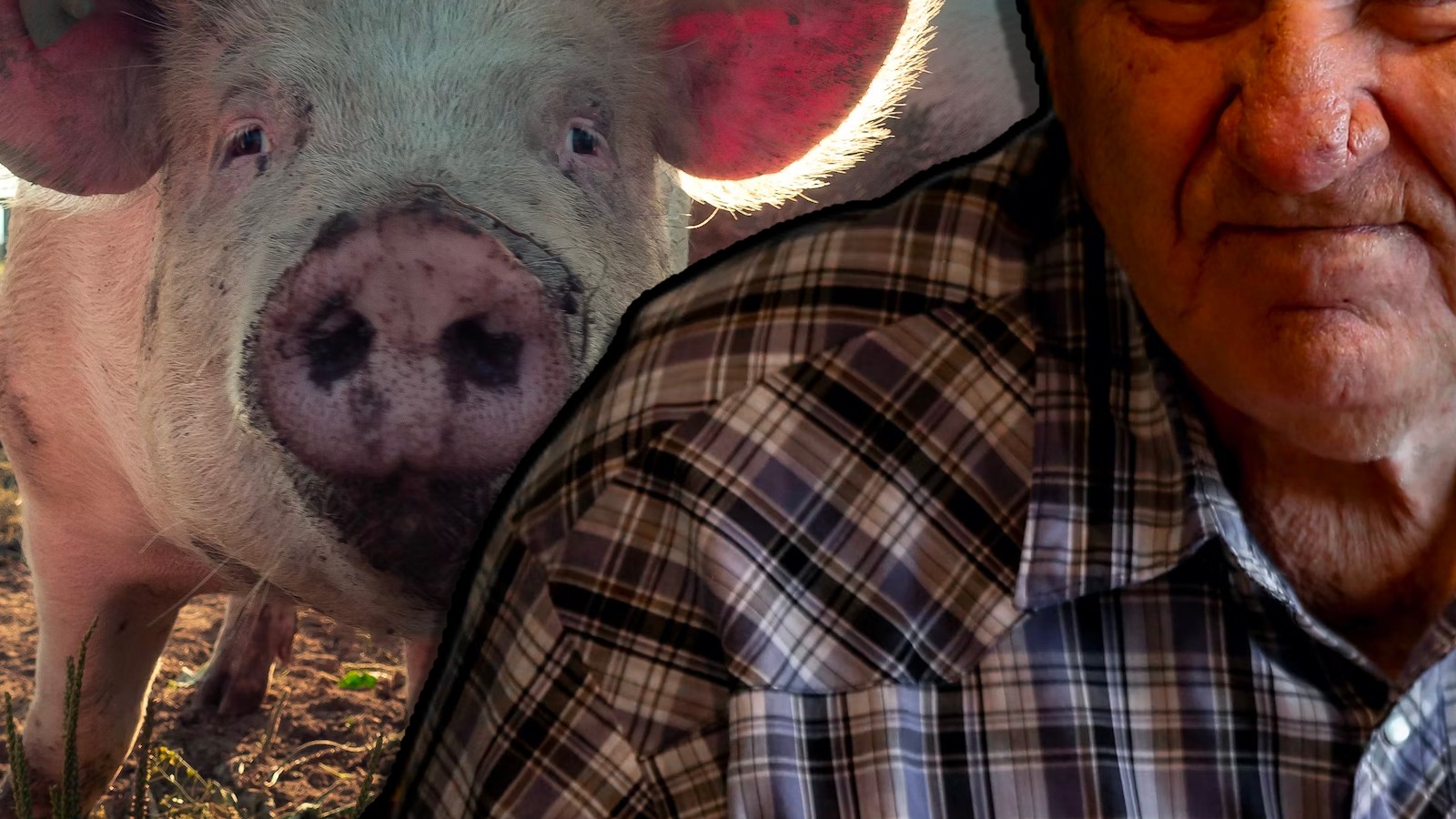 'He had 400 hogs delivered to what, at this point, was one of the ...