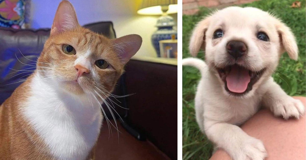 26 Animal Pictures and Memes to Make Your Saturday That Much Better ...