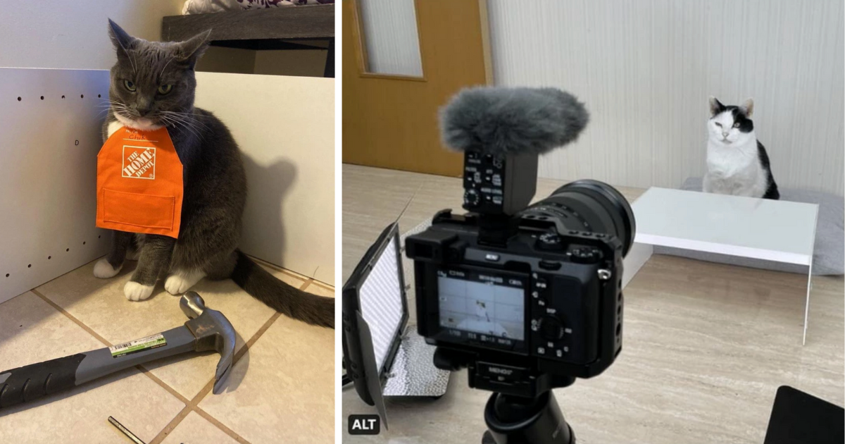 27 Career-Centered Cats Clocking In To Their Very Purrfessional Jobs To ...