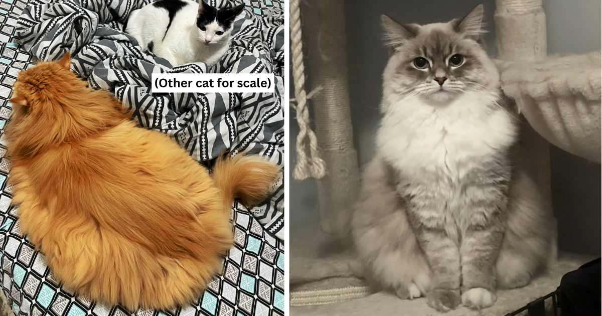 33 Floofy Fluff Balls And Adorable Kitty Cats Parading Around Like Cute ...