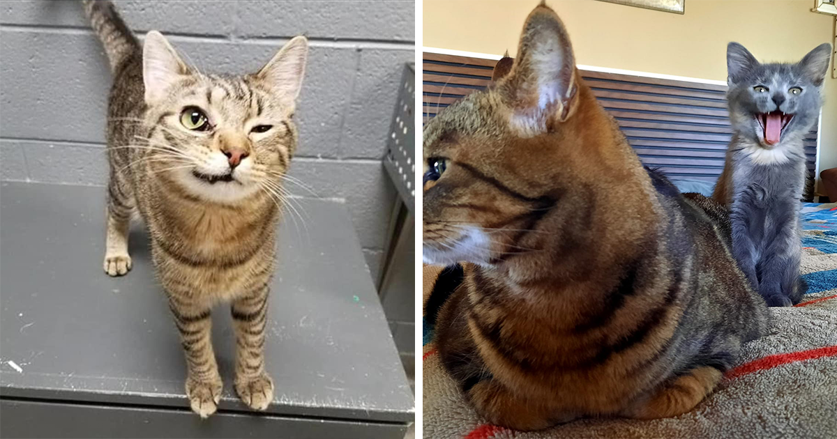 Delightfully Derpy Yet Delicately Deranged Cats Who Seem To Have Lost Their One Braincell In 