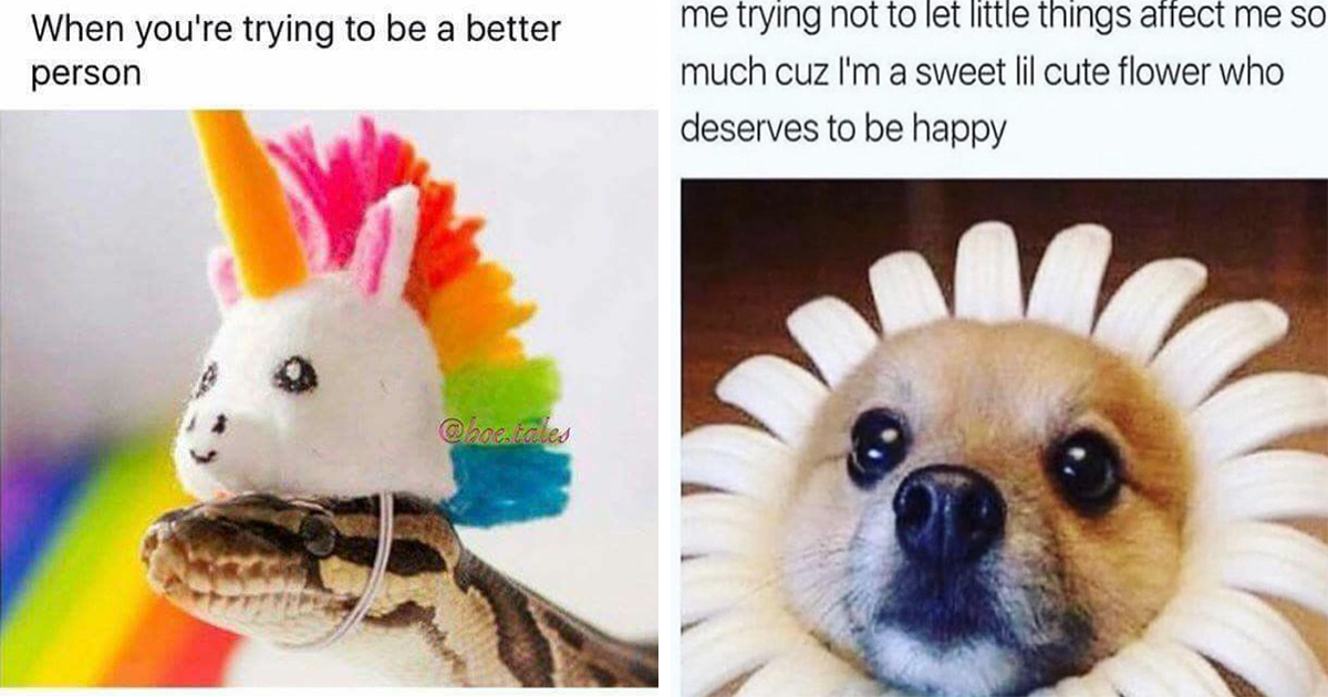 Rise And Shine With The Funniest Animal Memes Of The Week (September 3 ...