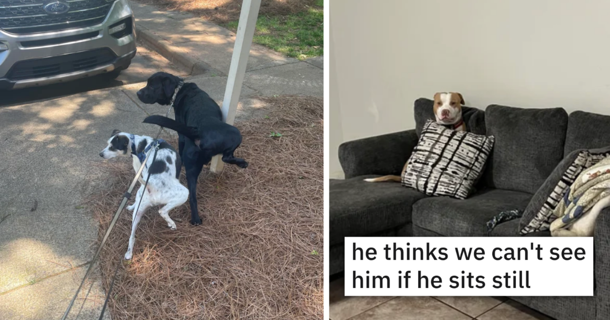 26 Silly Doggo Fails And Canine Calamities Proving That Our Furry ...