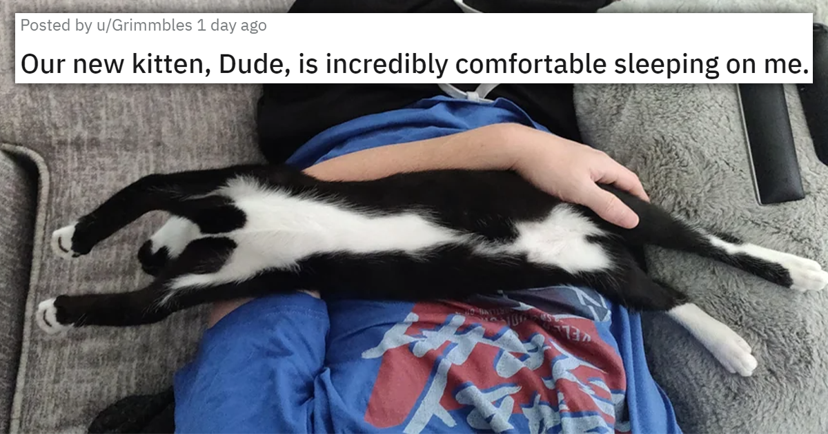 Take In The Most Aww-Worthy Cat Moments Captured In This Week's Dose Of ...