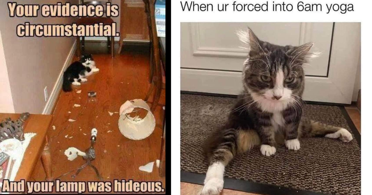 Meow-mentous Memes: A Colossal Chonk Of Feline Funnies In The Form Of ...