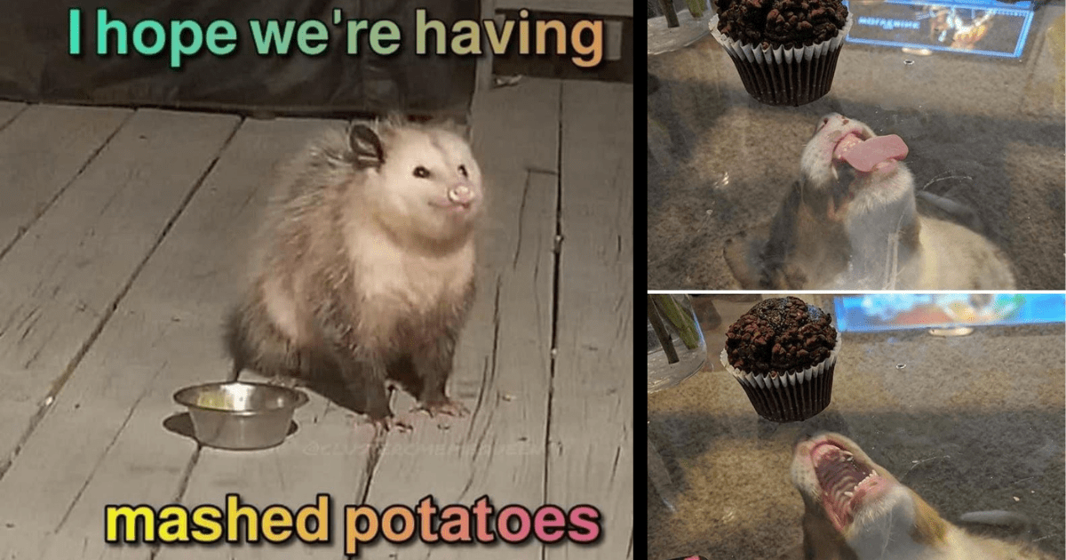 35+ Wholesome Animal Pics And Memes To Walk Into The Weekend With A ...