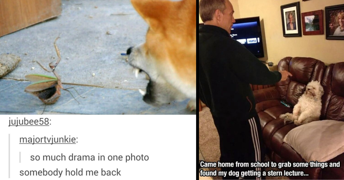 35+ Funniest Animal Memes To Help You Giggle Your Way Out Of The Office ...