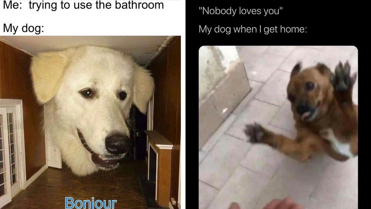 Wholesome Floofy Woof Memes From The Dog House To Get Your Tail Wagging ...