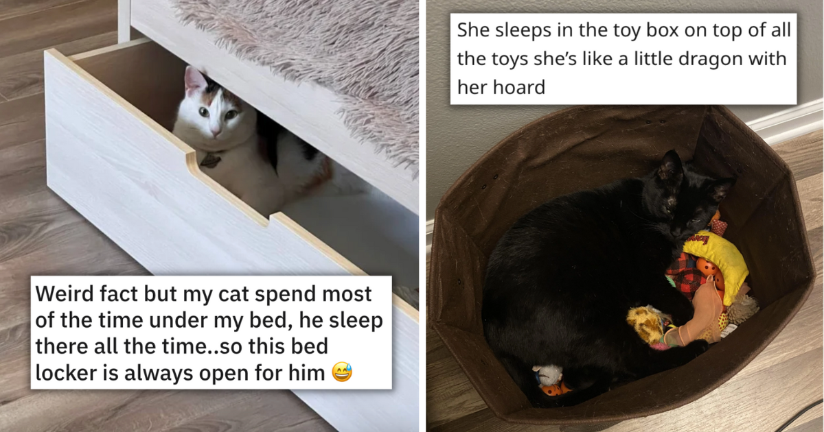 Unpredictable, Cute, and Chaotic Floofies: Cat Connoisseurs Competing ...