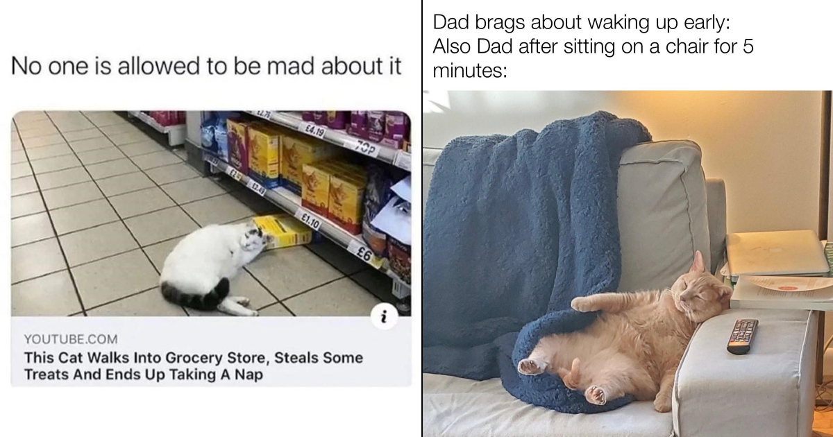 Funniest Cat Memes for Feline Fanatics (September 6, 2023) - Memebase ...