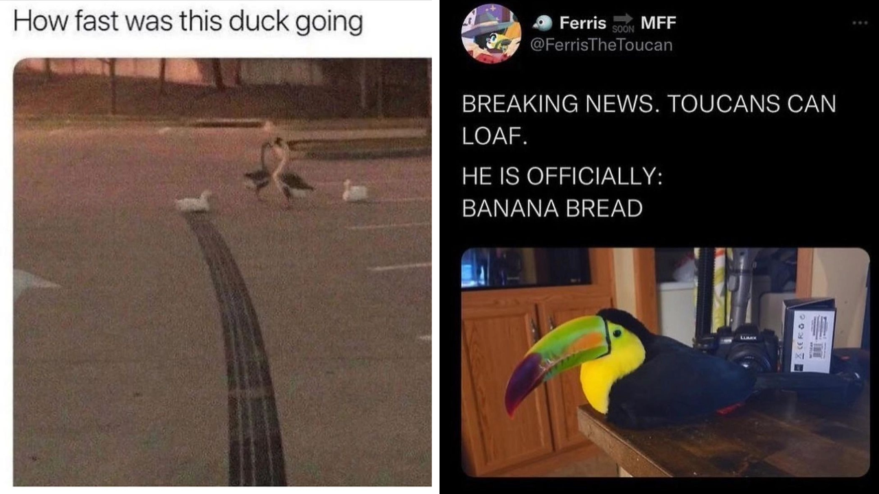 Bird Brained Wholesome Memes From The Internet's Adventurous Aviators ...