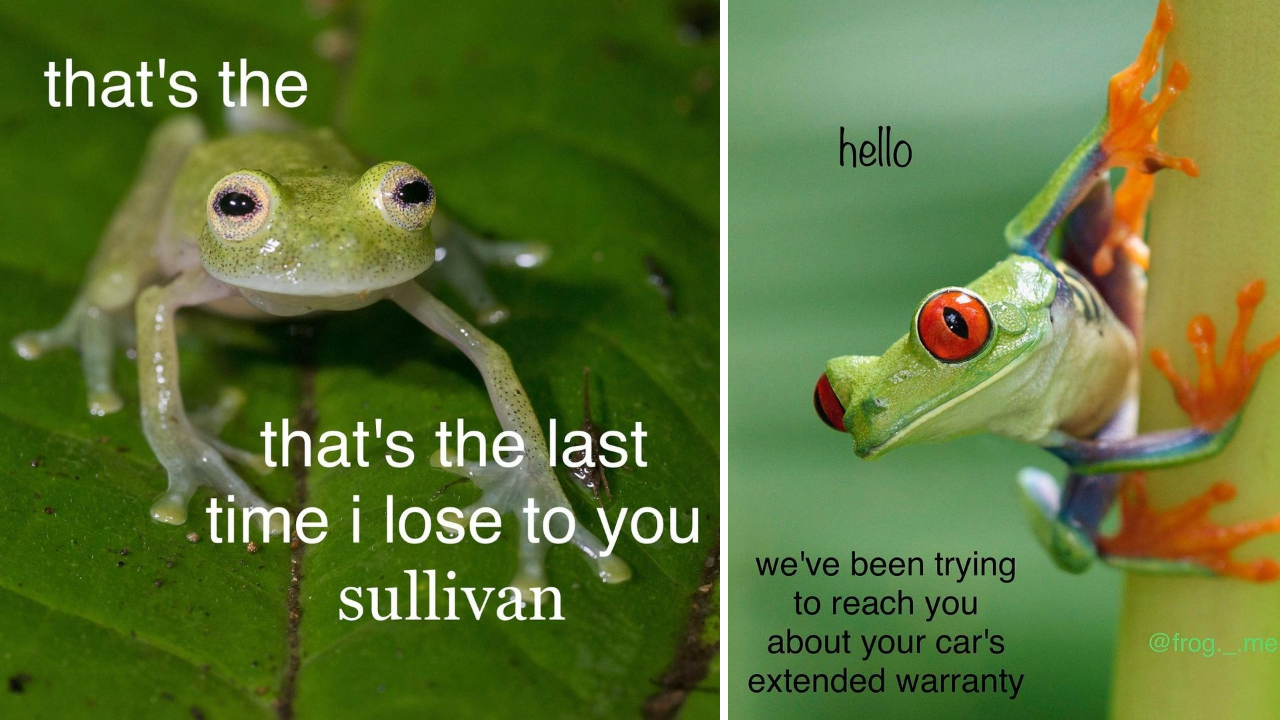 Kiss Me I'm A Frog: Wholesome Frog Memes To Put The Ribbet Back Into ...