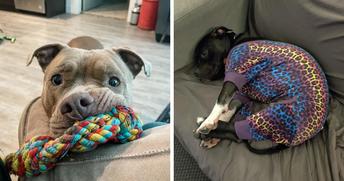 27 Pit Bull Paradigms Of How Wholesome Velvet Hippos Deserve All Our ...