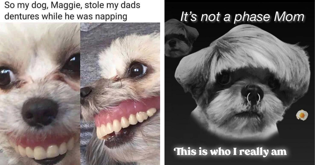 37 Wholesome Dog Memes to Make Your Tail Wag with Joy - Animal Comedy ...