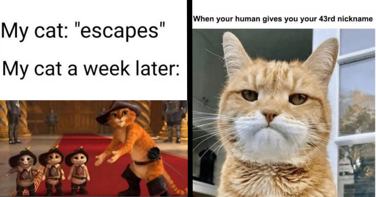 30+ Furry Feline Memes for Goofy Cat Souls Who Pspspsps Their Way to ...