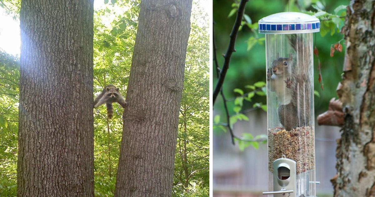 19 Examples of Animals Stuck in Hilarious Situations (September 9, 2023 ...