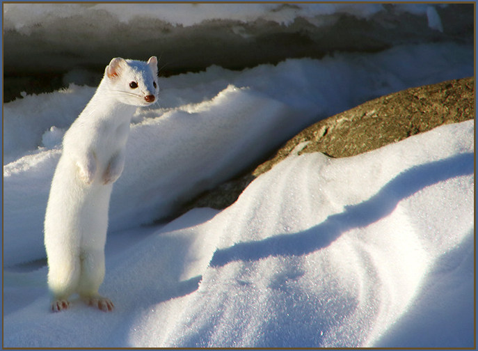 Snow White Weasel for the Monday - I Can Has Cheezburger?