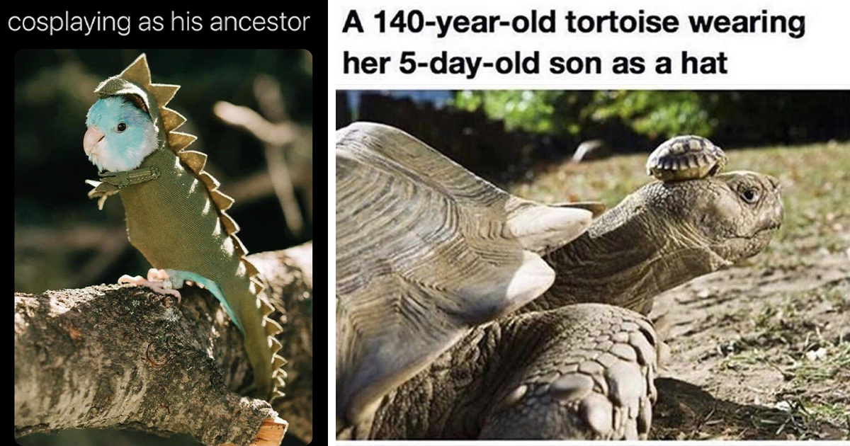 Stir Some Fresh Animal Memes Into Your Morning Coffee And Laugh Away ...