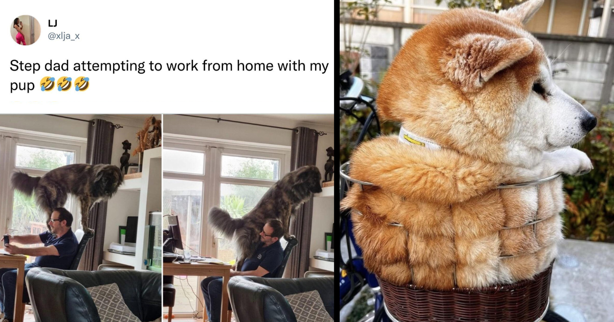 Em-Bark On A Doggone Hilarious Adventure With These Delightful Doggie ...