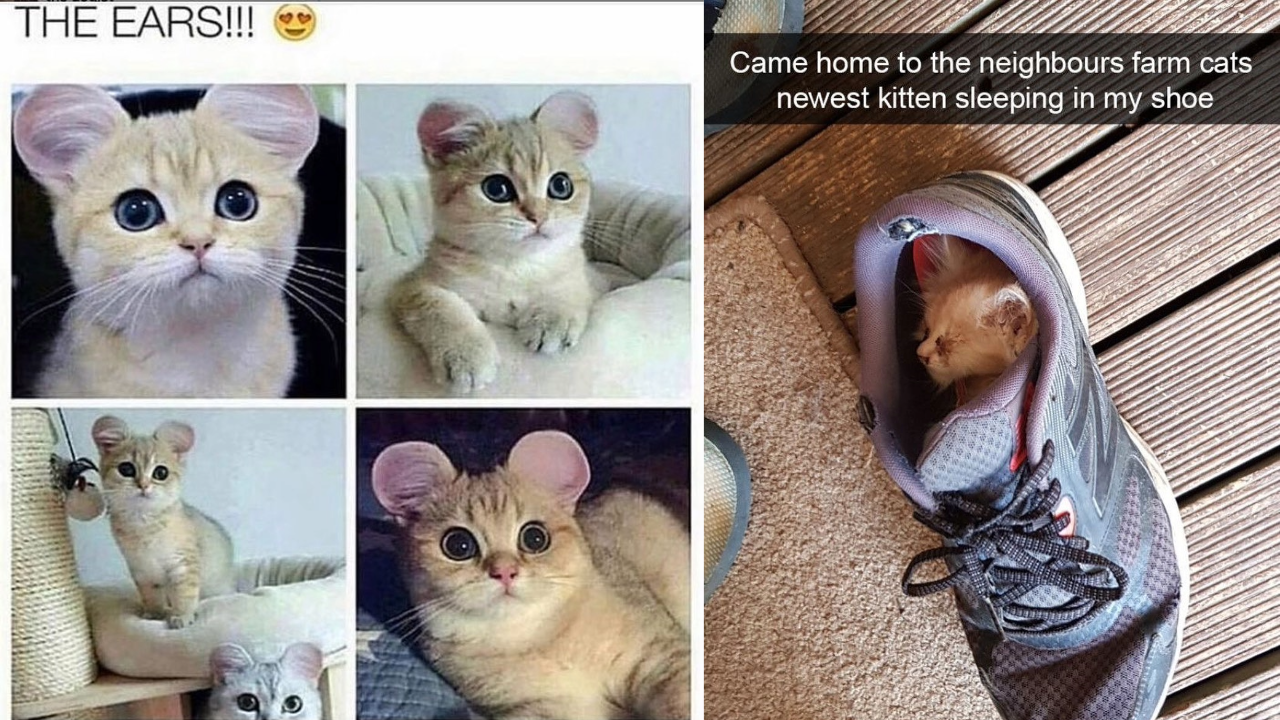 Caturday Kitten Parade: Wholesome Memes Of Smol Kittens To Brighten ...