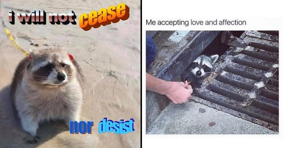 25 Raccoon Memes for Trash Panda Lovers With Similar Dark Circles ...