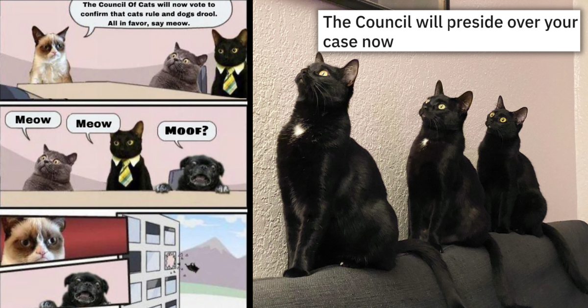 28 Times We Hilariously Caught Councils Of Cats Plotting To Take Over ...