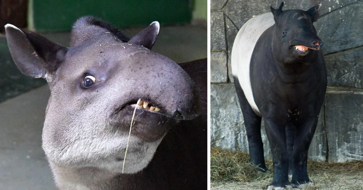 Nature's Naturally Derpy Animal That Always Looks Like It Just Watched ...