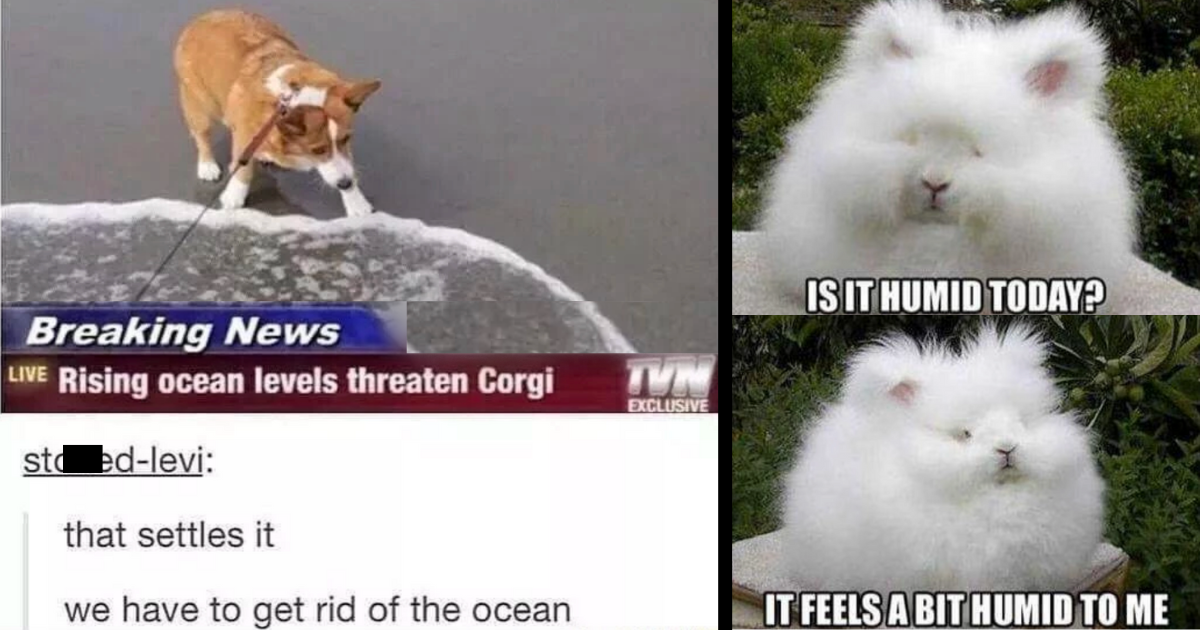 35+ Funniest Animal Memes To Help You Giggle Your Way Out Of The Office ...