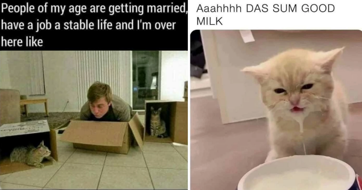 35+ Hilarious Cat Memes To Help You Laugh Through The Pain Of Finishing ...