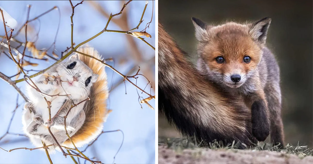 Top 15 Most Adorable Animals Of The Week To Start The Day With An 'Aww ...