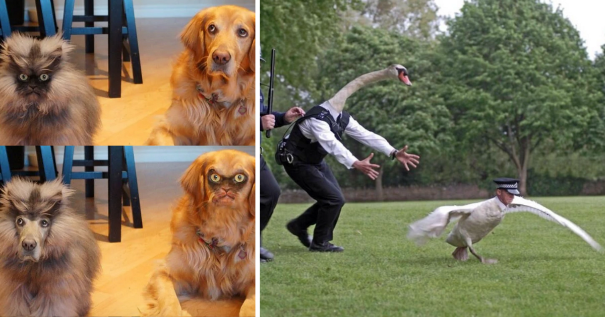 29 Hilariously Absurd Animal Faceswaps That Will Go Down In Internet ...