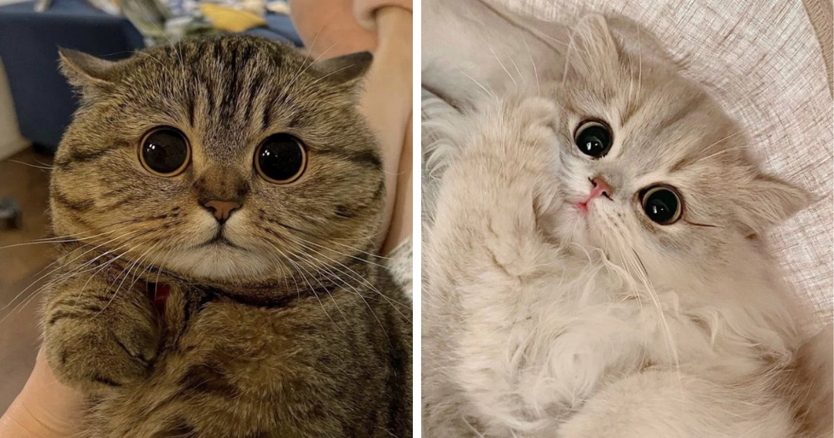 31 Cute Kitties With The Purrfect Ratio Of Fluff, Face And Eyes To ...