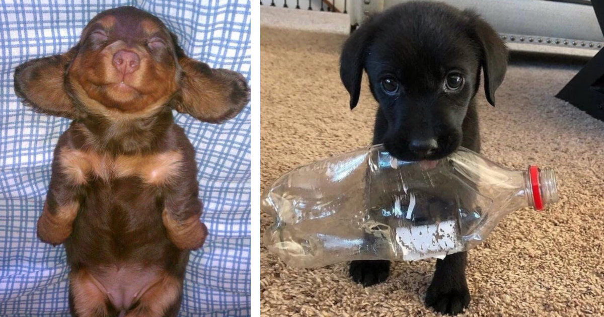 28 Pleasant Pupper Pics Proving Puppies Provide Passage To Peaceful ...