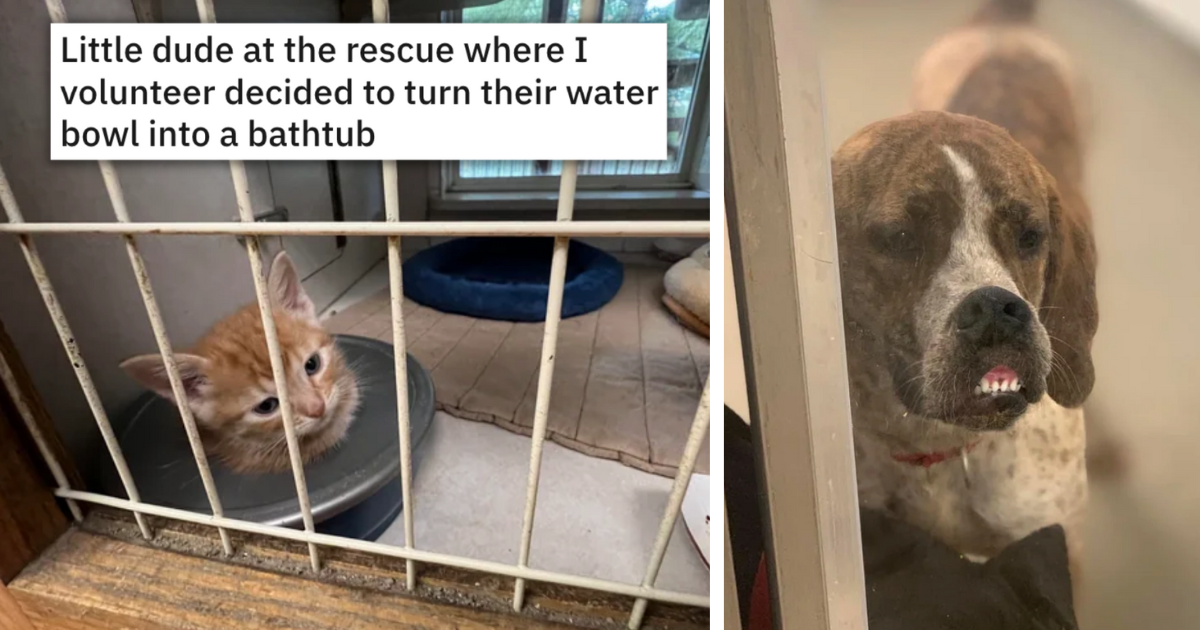 A Saturday Morning Derp-a-thon Of Sassy And Silly Pets To Give You 24 ...