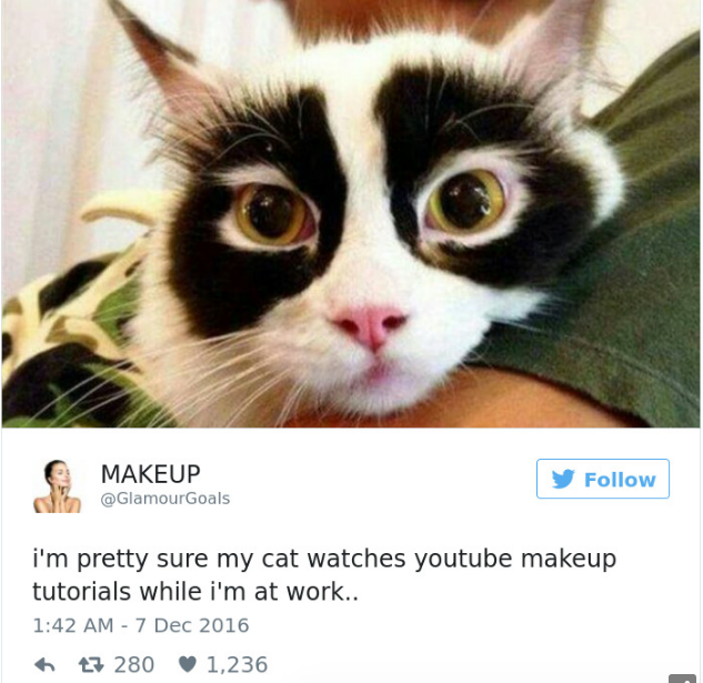 20 Tweets About Cats That Will Make You LOL - I Can Has Cheezburger?