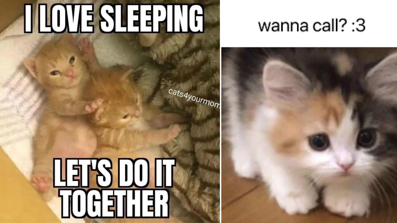Wholesome And Meow-ving Cat Memes To Curl Up With Before Work Starts ...