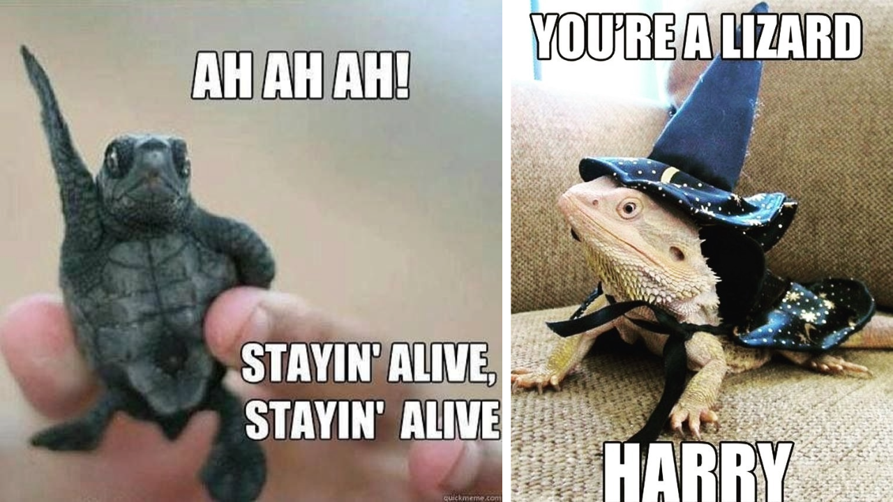Who’s More Wholesome Tiny Turtles Vs Lavish Lizards: Cute Animal Memes ...